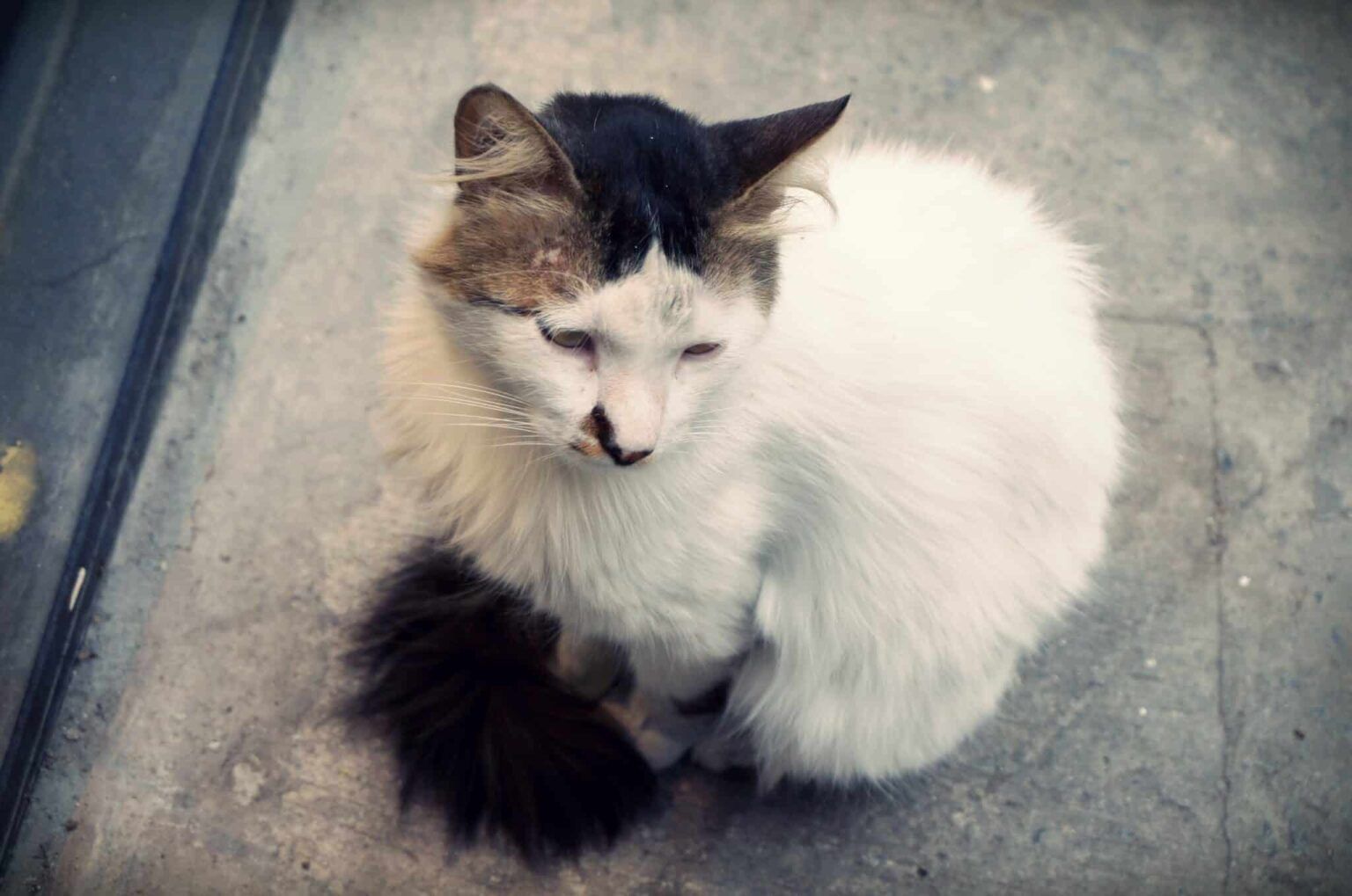 Les chats sont partout à Istanbul