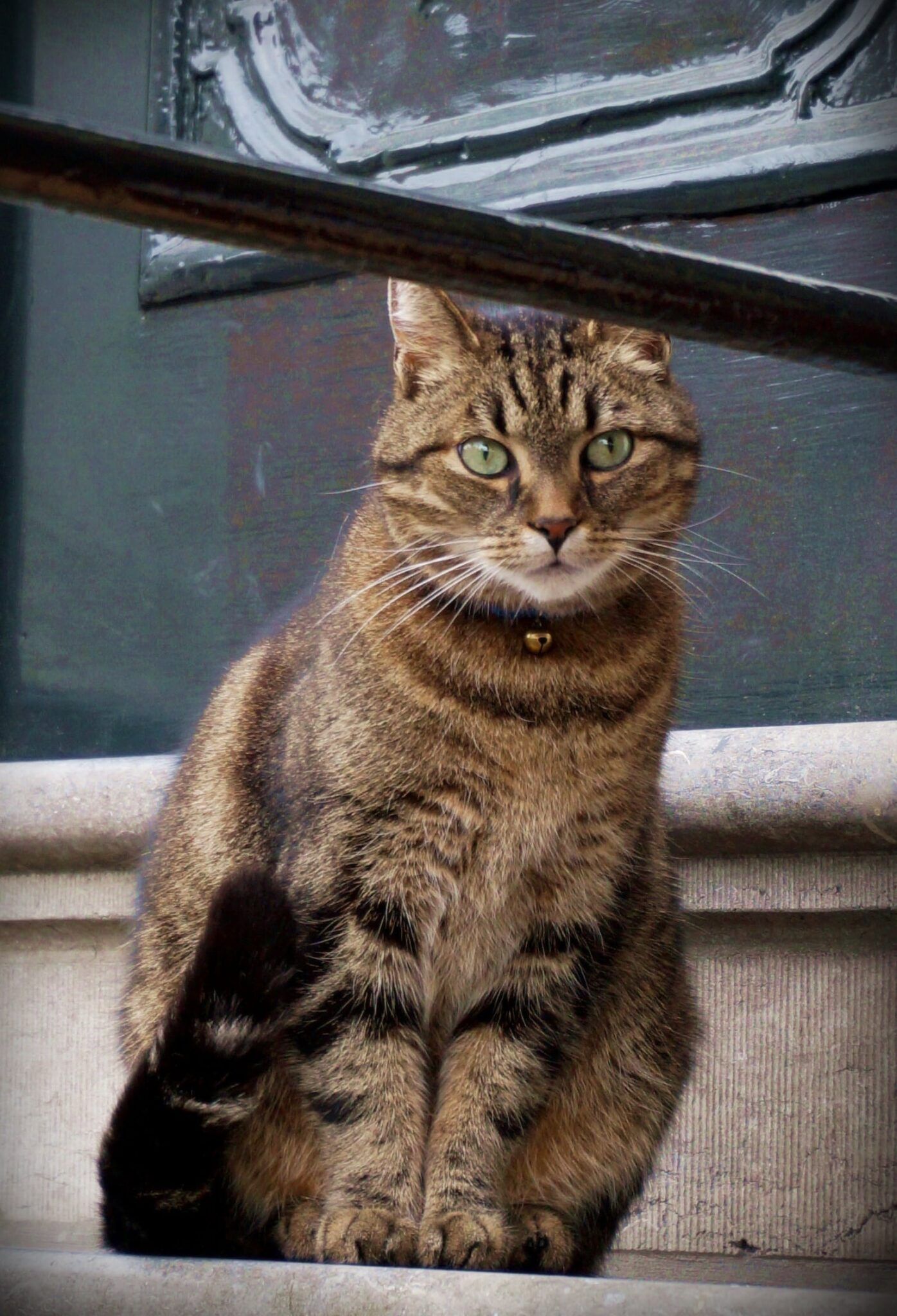 Friendly Dutch cats
