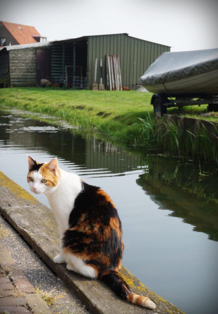 Friendly Dutch cats