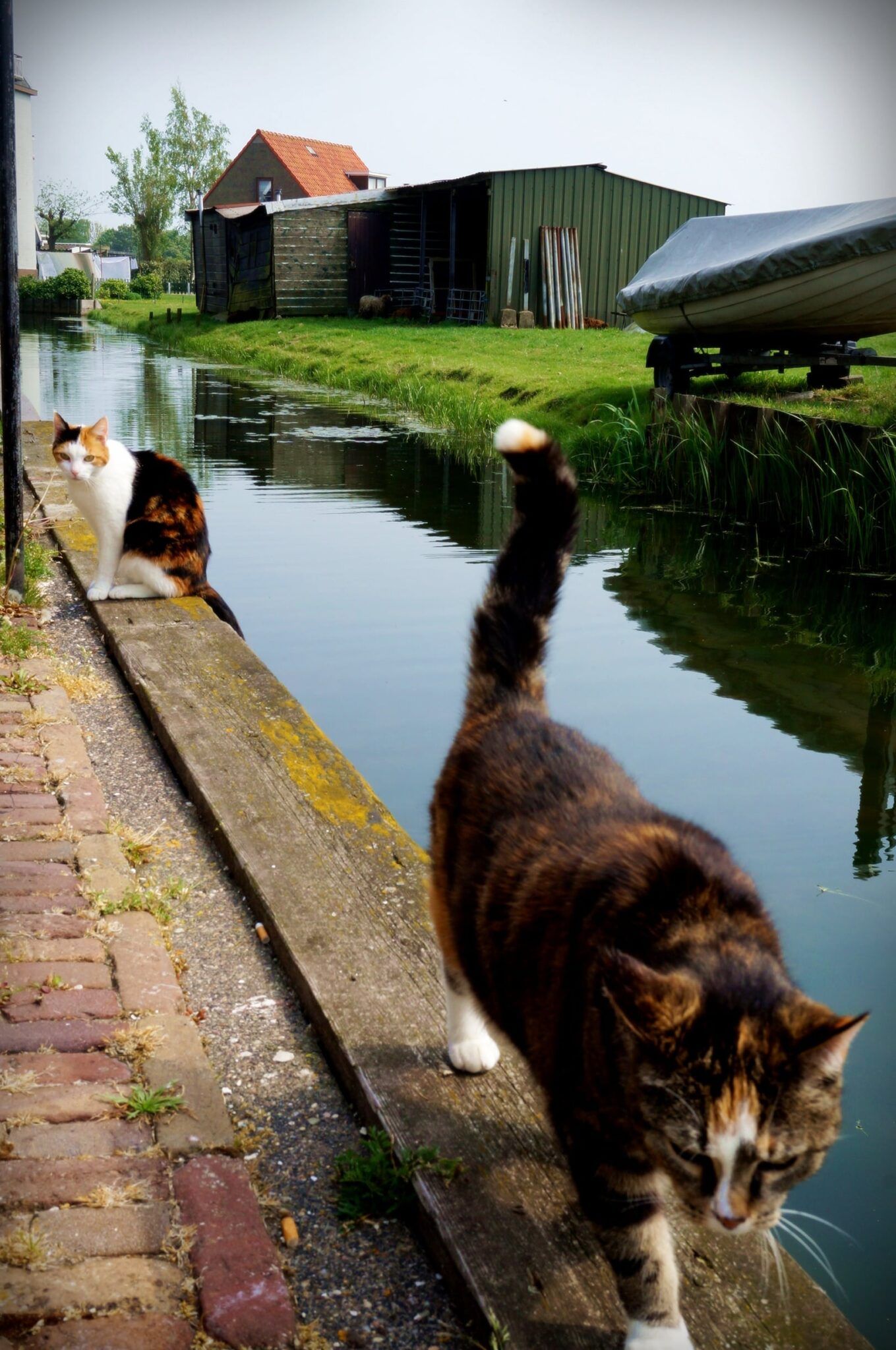 Friendly Dutch cats