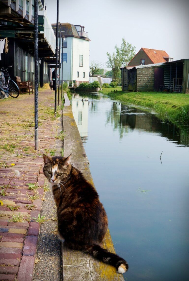 Friendly Dutch cats