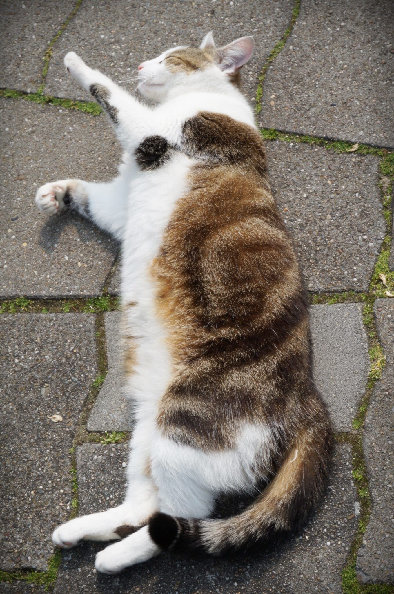 Friendly Dutch cats